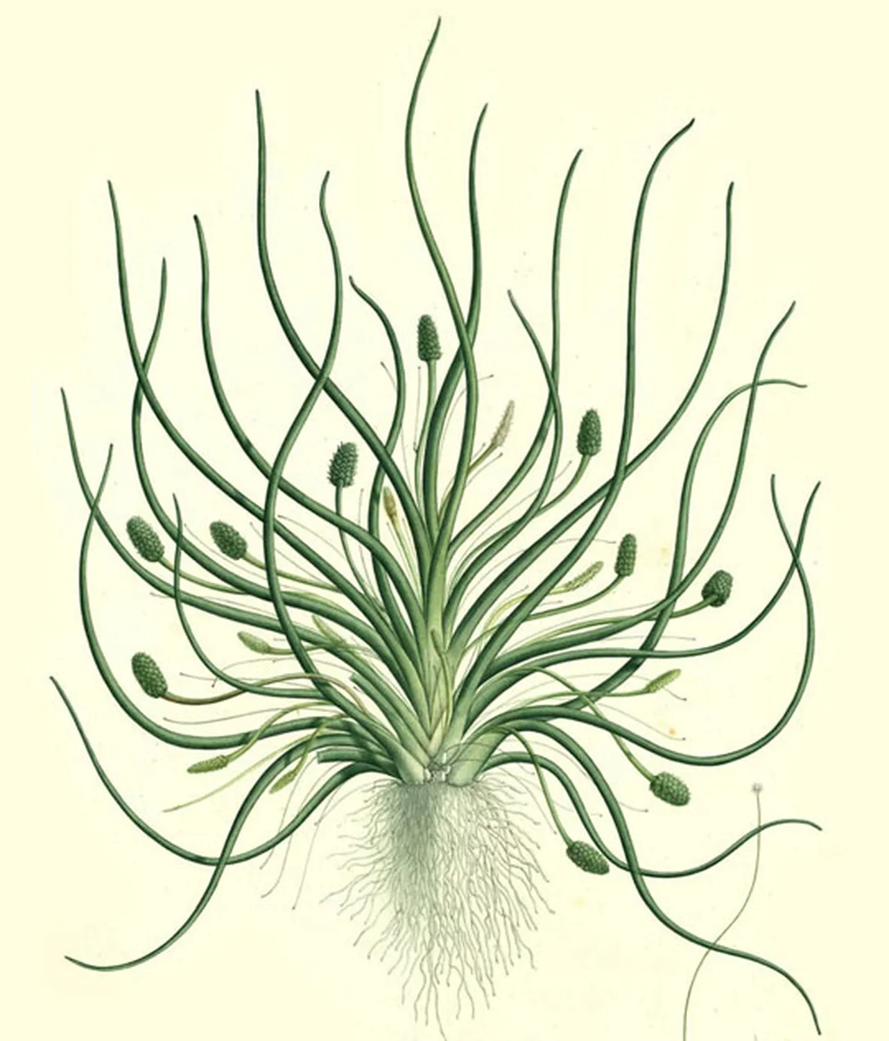 Reservation at EL INVERNADERO restaurant - Madrid | KEYS